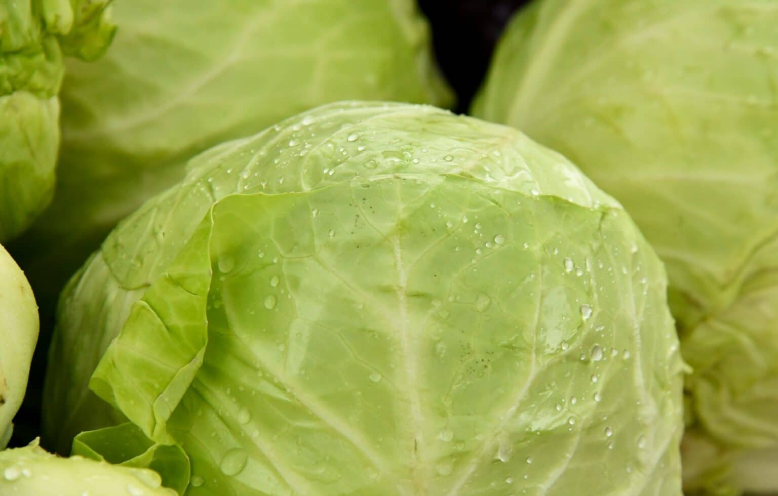 Can You Freeze Cabbage? | Tips for Freezing Cabbage